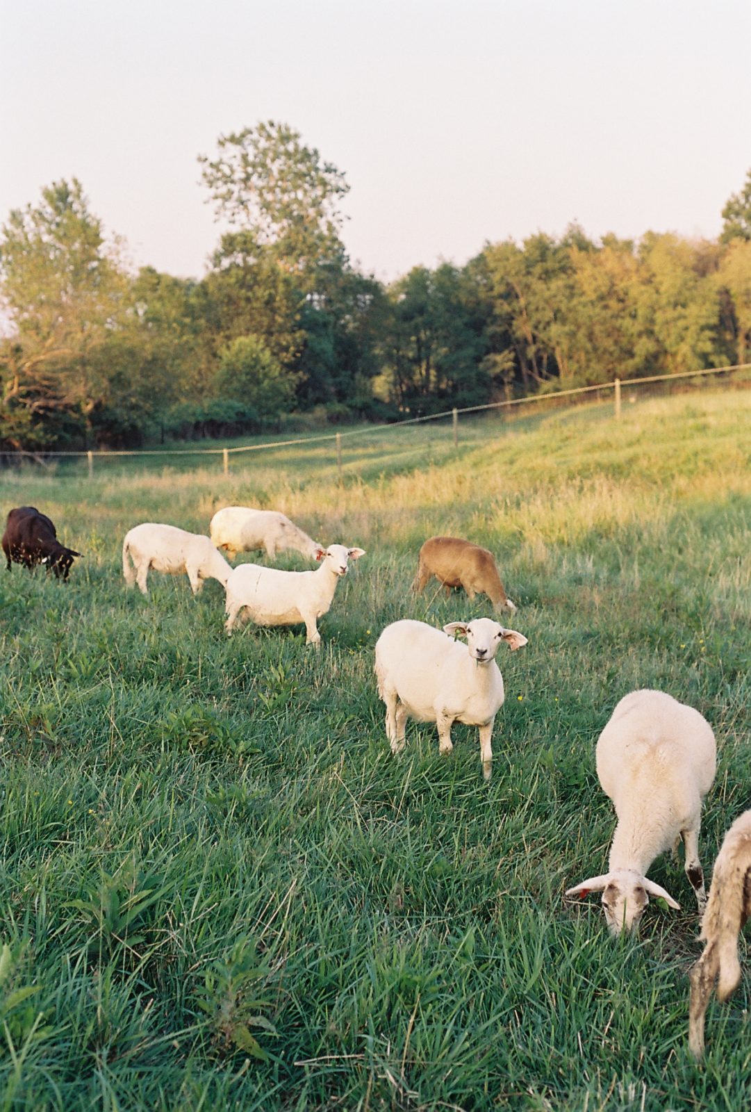 The Sheep - oldslatefarm.com