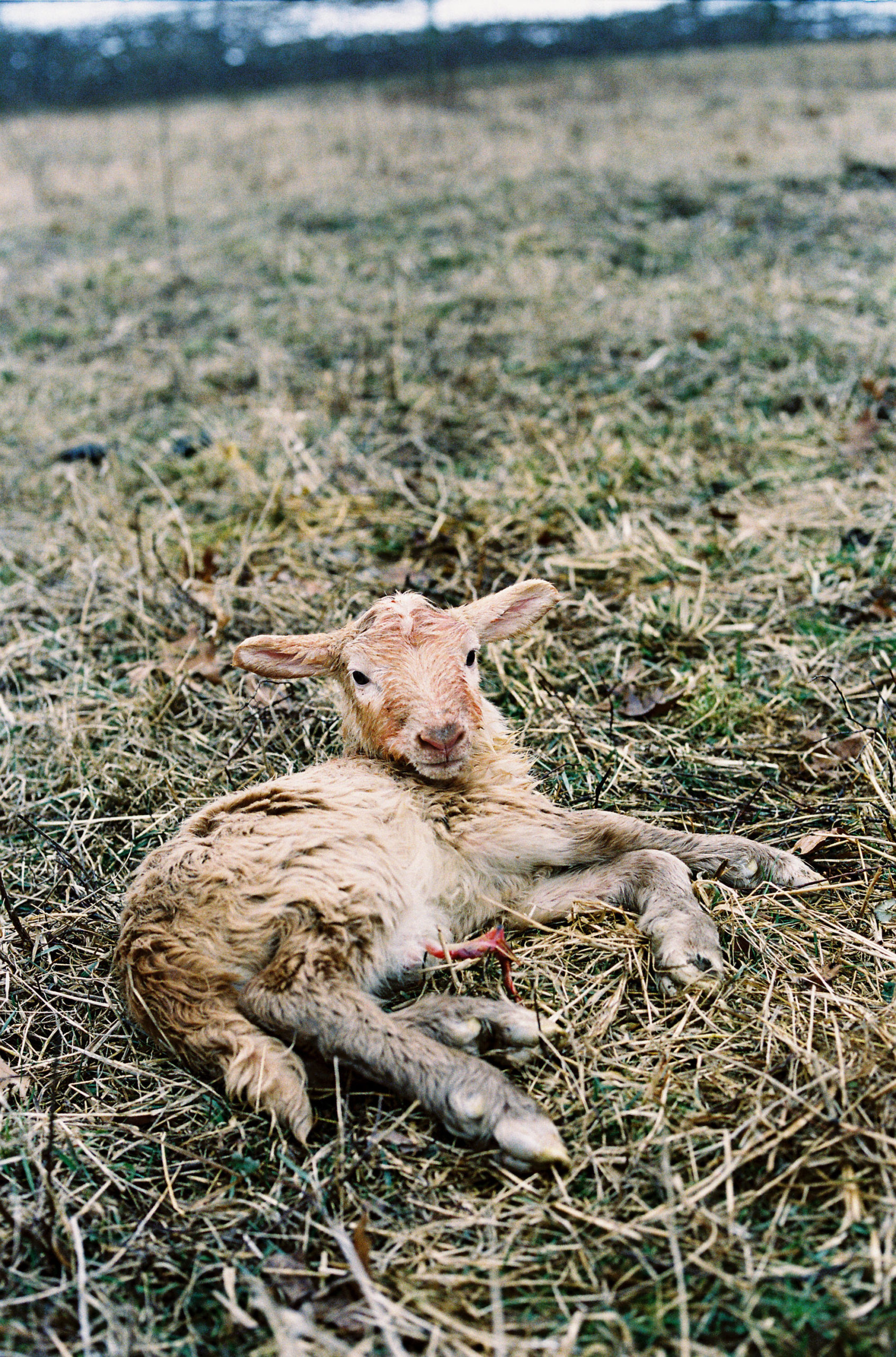 Tips on Preparing for Lambing Season - oldslatefarm.com