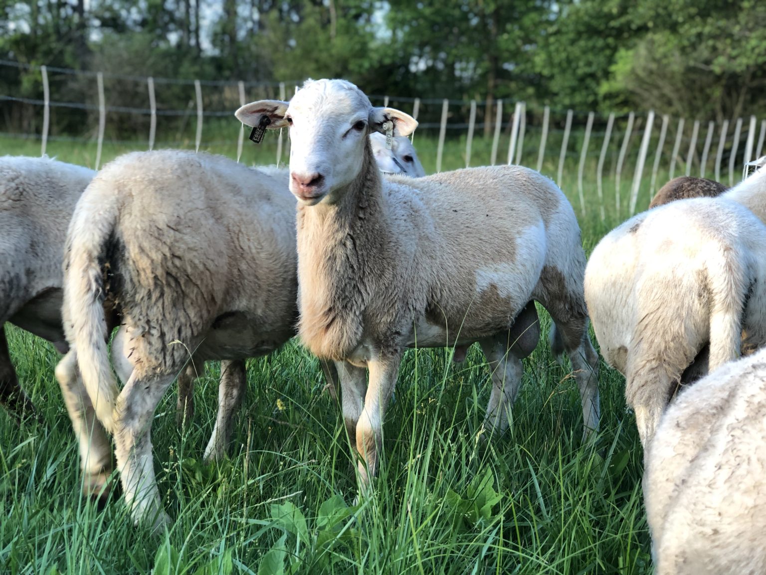 2020 Rams for Sale from Old Slate Farm - oldslatefarm.com
