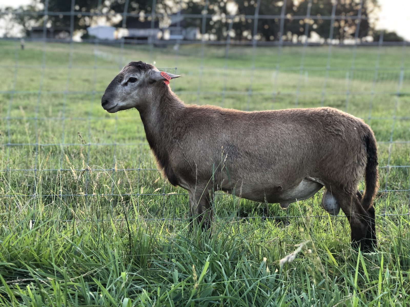 2020 Rams for Sale from Old Slate Farm - oldslatefarm.com