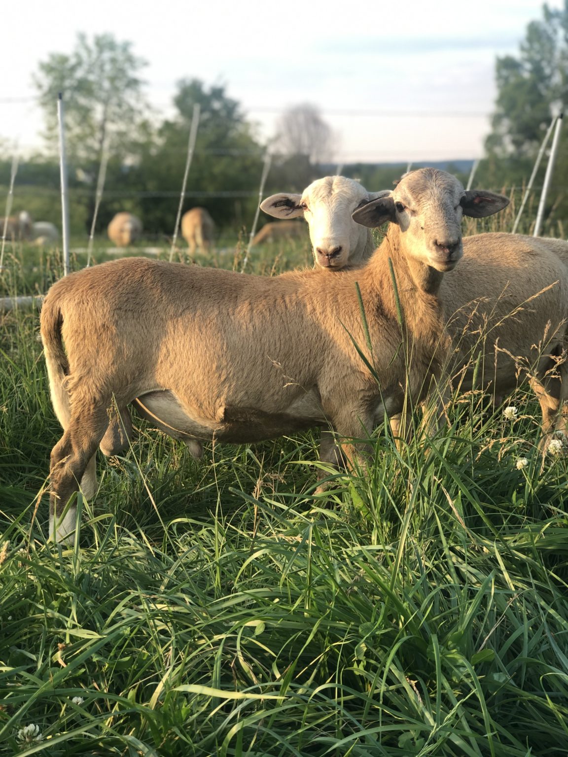 2020 Rams for Sale from Old Slate Farm - oldslatefarm.com
